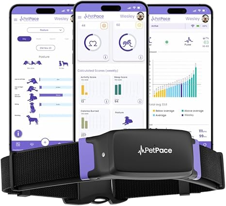 Biometric Collars: Tracking Heart Rate & Activity Like a Pro - Easy Pet ...